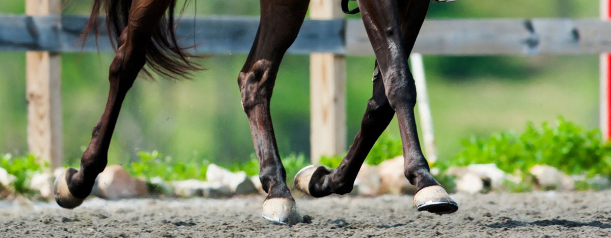 For Horses – Myristin
